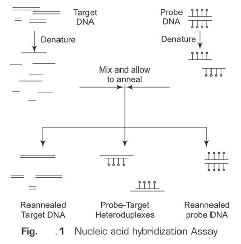 Nucleic Acid Hybridization Biology Ease