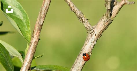 Ladybug Perched On Tree Photo Free Insect Image On Unsplash