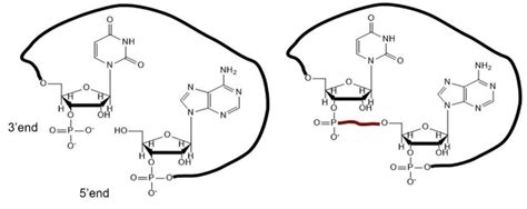 Mrna Circularization A Means To The Two Ends Vu Sci Magazine