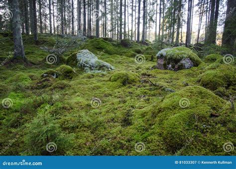 The Ground In The Forest And Legs Of People Wearing Blue Jeans And White Sneakers Stock