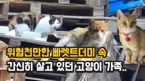 위험한 빠렛트더미 속 고양이 가족 새끼고양이와 함께 사라졌던 엄마고양이가 나타났다 Youtube