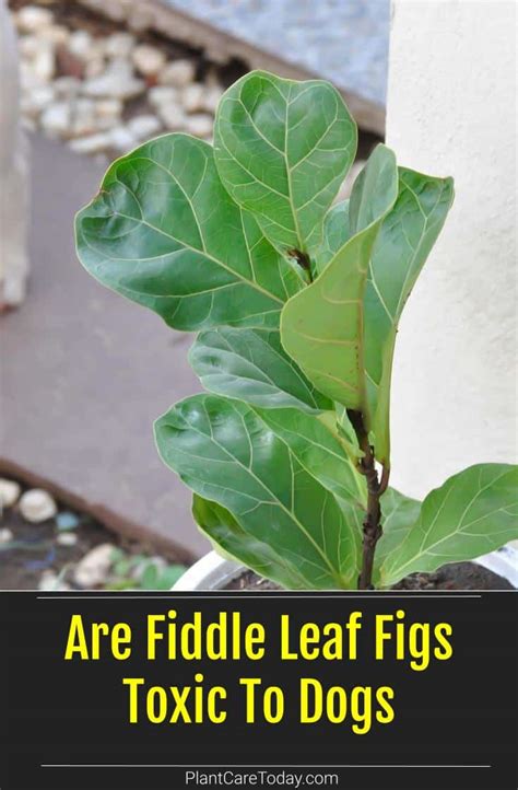 Are Fiddle Leaf Figs Toxic To Dogs