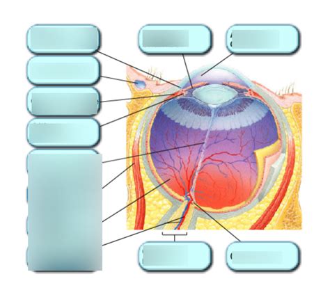 Lab Diagram Quizlet