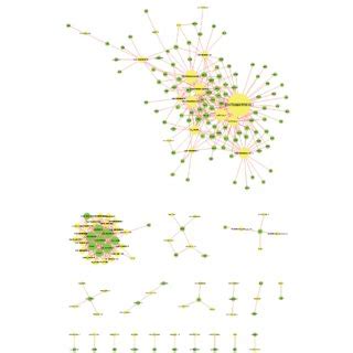 Coding Non Coding Gene Co Expression Network Yellow Nodes Represent