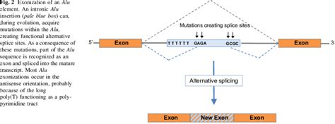 Exonization Of An Alu Element An Intronic Alu Insertion Pale Blue