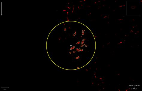 cell detection with stardist on 2d stack images usage and issues image sc forum
