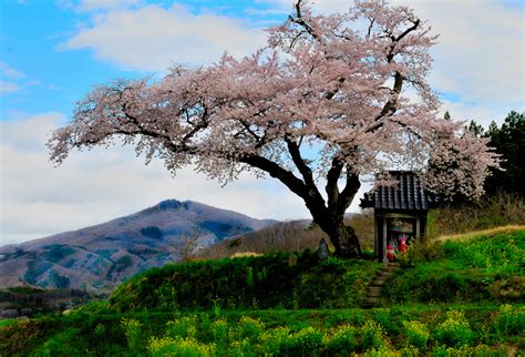 小沢の桜 By Love Jandp （id：8625297） 写真共有サイト Photohito