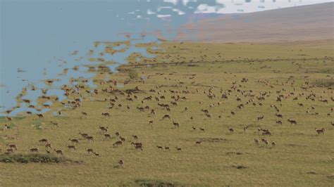 Цагаан зээрийн нүүдэл Youtube