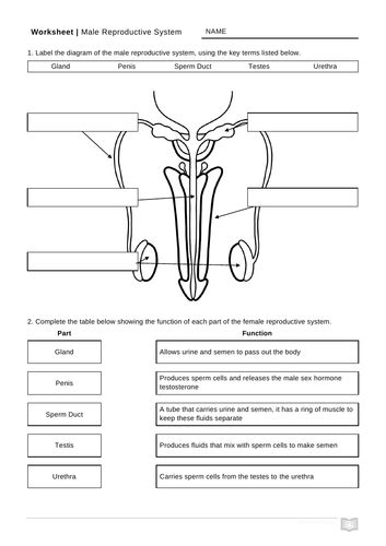 Male Reproductive System Worksheet Teaching Resources