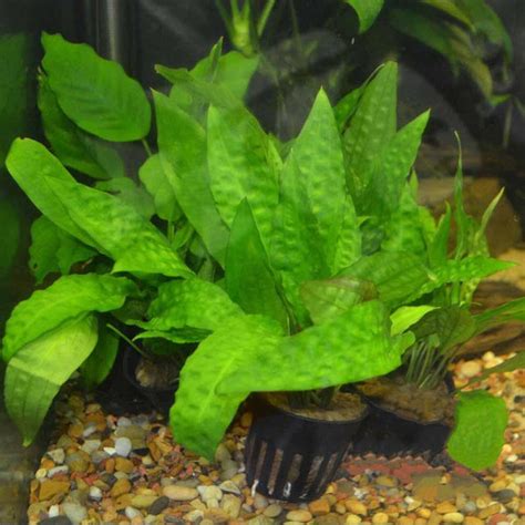 Cryptocoryne Usteriana Green