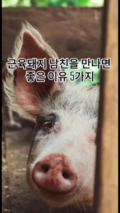 근육돼지 남친을 만나면 좋은 이유 5가지 근육남 돼지남친 근육돼지 근육돼지장점 근육돼지꼬시기 Youtube