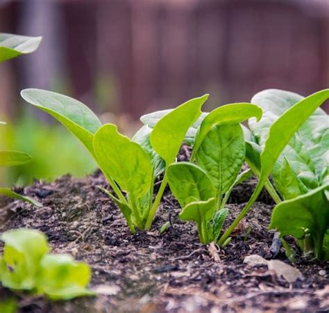 Plagas De Las Espinacas Cómo Eliminar Con Remedios Ecológicos