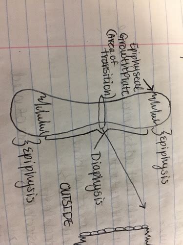 Anatomy Exam 2 Flashcards Quizlet