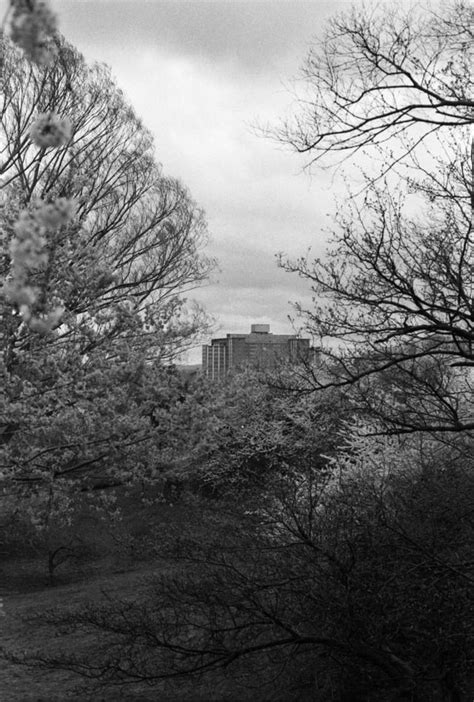 Spring On Flic Flim Doublex Developed In Rodinal Nikon F4 50mm 1 8d Af R Analog