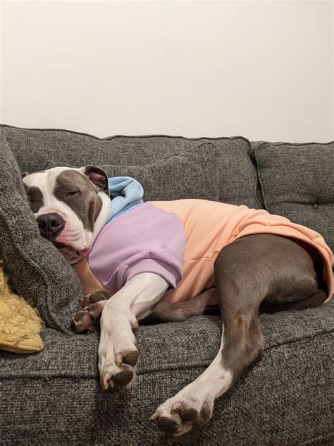 Lazy Hippo Saturday R Velvethippos