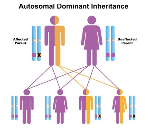 Runx1 Research Program