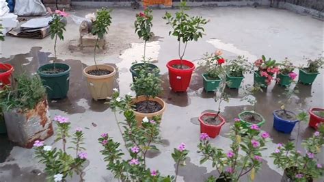 আমার ছাদ বাগানের প্রথম ভিডিও Flower And Fruit Garden On Rooftop Dinajpur