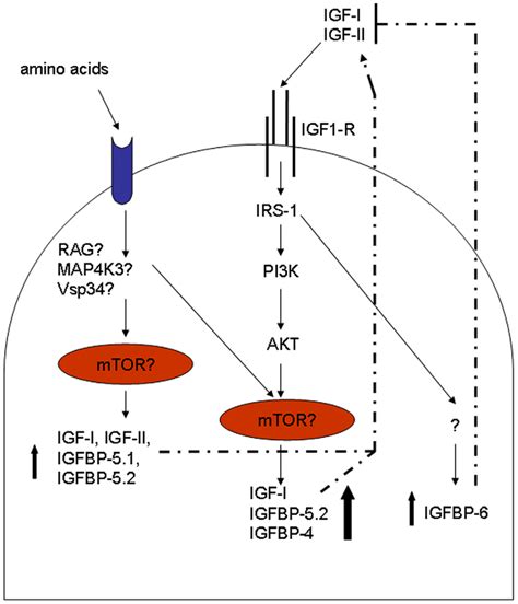A Proposed Model Of Autocrineparacrine Igf Signaling In Atlantic
