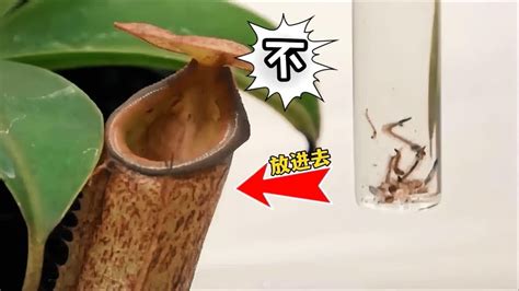 把蚊子的幼虫孑孓倒进猪笼草里神奇的一幕出现了 YouTube