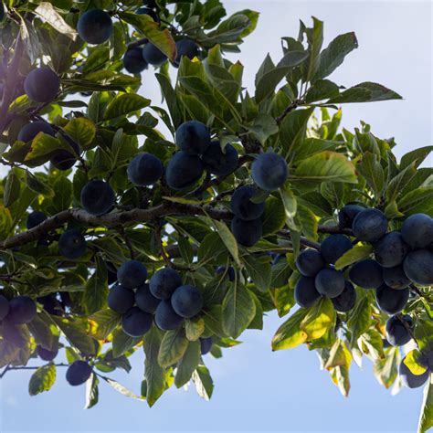 Black Ice® Plum Trees For Sale At Arbor Days Online Tree Nursery Arbor Day Foundation