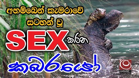 Sex කරන කබරයෝ අහම්බෙන් කැමරාවේ සටහන් වූ Loving Water Monitor Couple Youtube