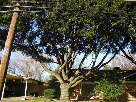 Tree Service Houston Tree Trimming Removal Arborists