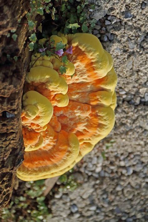The Common Sulfur Porling A Bright Yellow Tree Fungus Stock Image Image Of Yellow Fungus