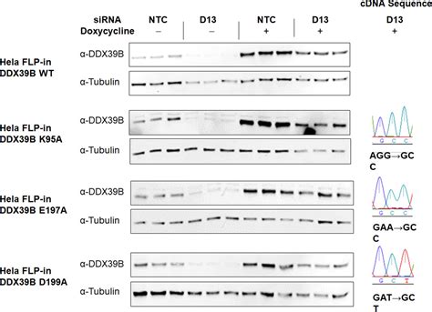 Figures And Data In The Rna Helicase Ddx39b Activates Foxp3 Rna Splicing To Control T Regulatory