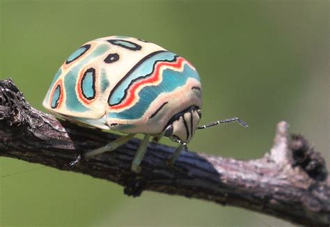 Picasso Bug Smelly But Incredible Our Breathing Planet
