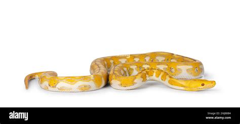 Female Juvenile Reticulated Python Aka Malayopython Reticulatus Snake Full Length Isolated On A