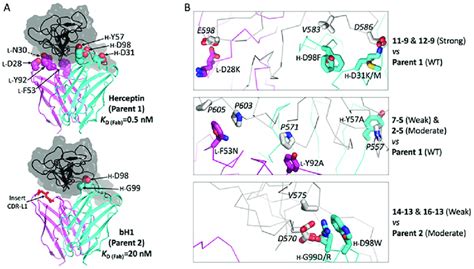 structure based computational design of a fab mutant set with varied