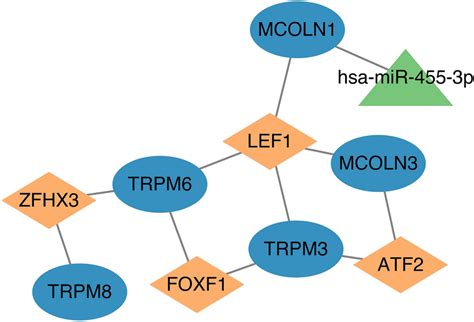 Multifactor Gene Regulatory Network Integrating The 5 Trp Related Genes Download Scientific