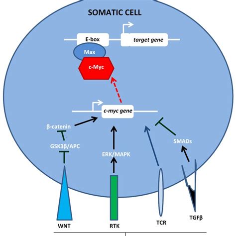 Transcription Of The C Myc Gene In Normal Cells Occurs In Response To