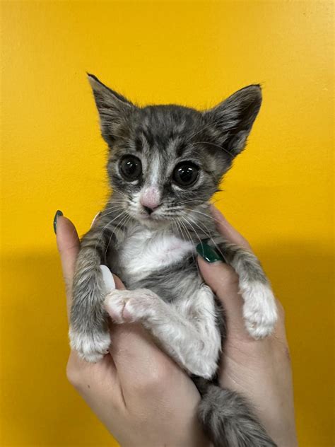 코리안 숏 헤어 영이 고양이책임분양 강아지•고양이입양 강아지보호소 고양이보호소 무료분양 아이조아보호소