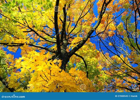 Tree Crown Stock Image Image Of Nature Gold Bright 27000545