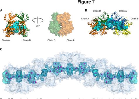 Figure 1 From The Crystal Structure Of A Cardiac Calsequestrin Filament