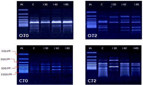 random amplified polymorphic dna pattern obtained by using primer c10