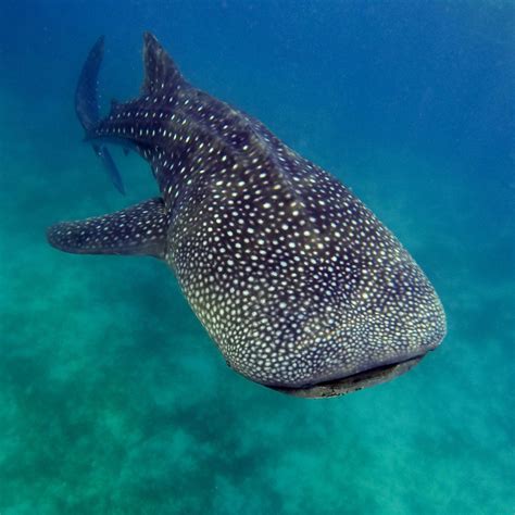 Blue Adaptation Nature By Design Ocean Inspired Divewear