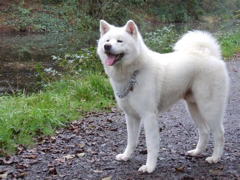 Japanese Akita Inu Info Temperament Puppies Pictures