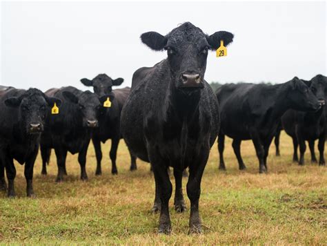 2021 Beef Heifer Synchronization Protocols