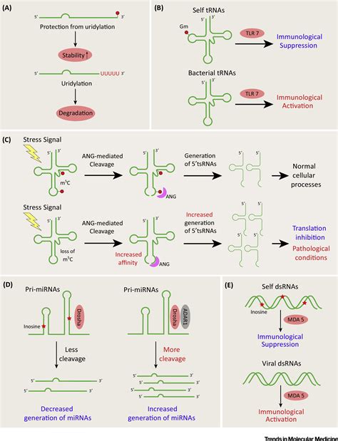 What Is Rna Modification At Corey White Blog