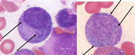 Histology Lm Hematopoesis Flashcards Quizlet