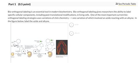 Solved Bio Orthogonal Labeling Is An Essential Tool In