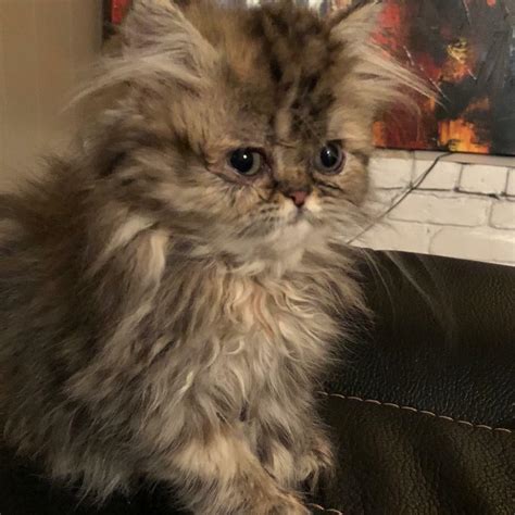 My Cat Ruby Sue R Cats