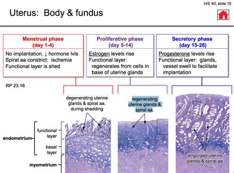 Uterus Histology Functional Layer