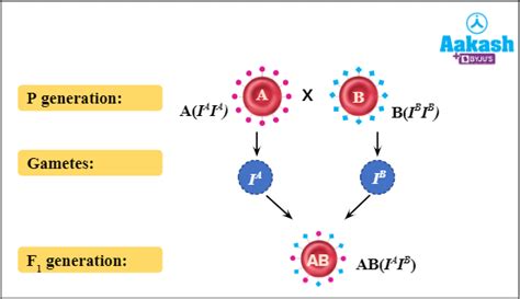 Multiple Allelism In Biology Definition Types And Importance Of