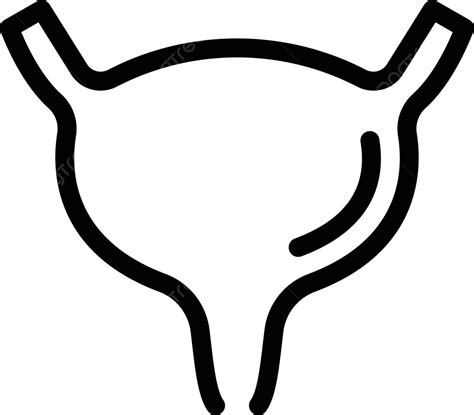 Bladder Medical Bladder Art Vector Medical Bladder Art Png And