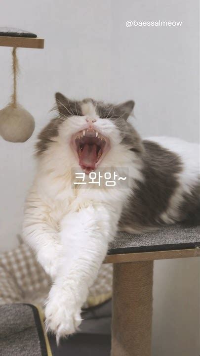 난 호랑이다냥 Youtube