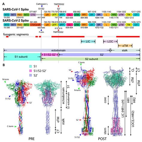 Functional Fragments And Structural Overview Of Spike Protein For