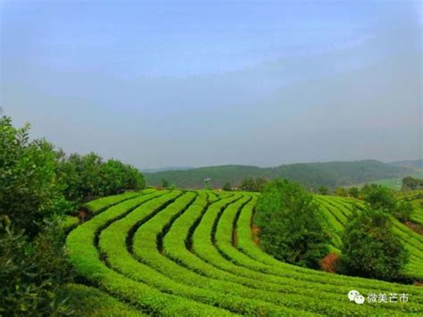 芒市做優做強茶產業連續3年榮獲「茶葉百強縣」稱號 壹讀